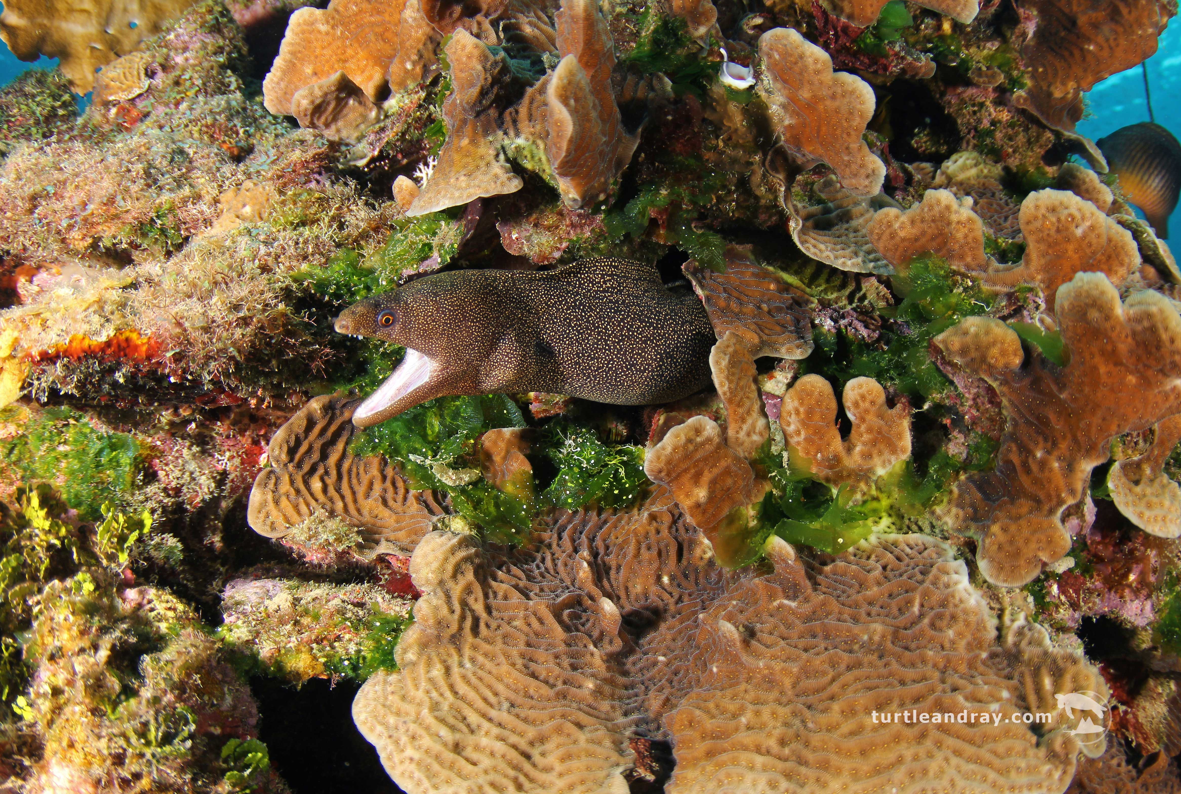GOLDEN-MORAY – Extreme Divers – Dive10.com