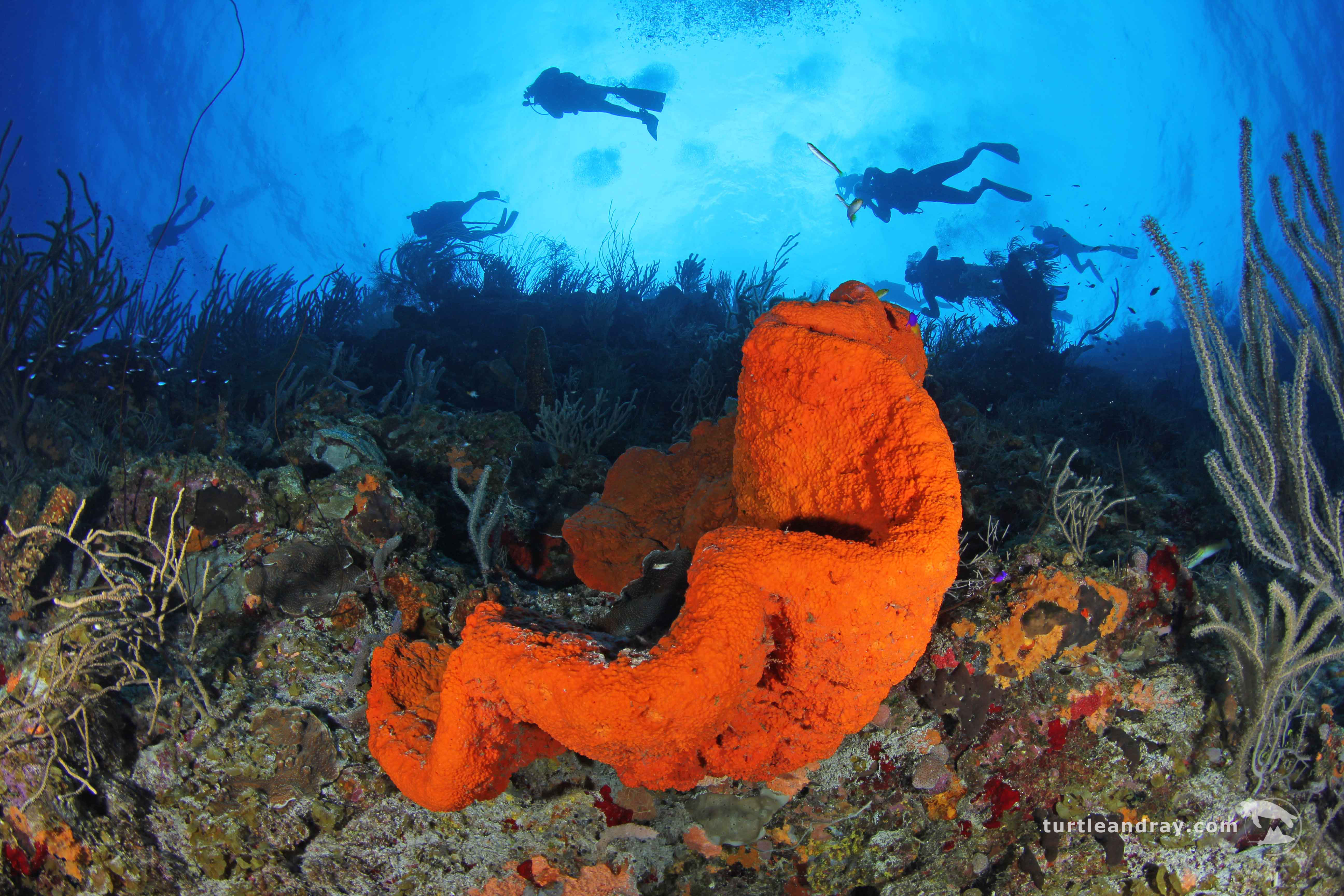 orange sponge – Extreme Divers – Dive10.com
